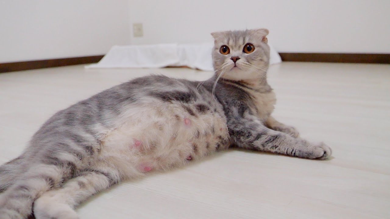 The fetal movement of the kitten's baby has become intense. - YouTube