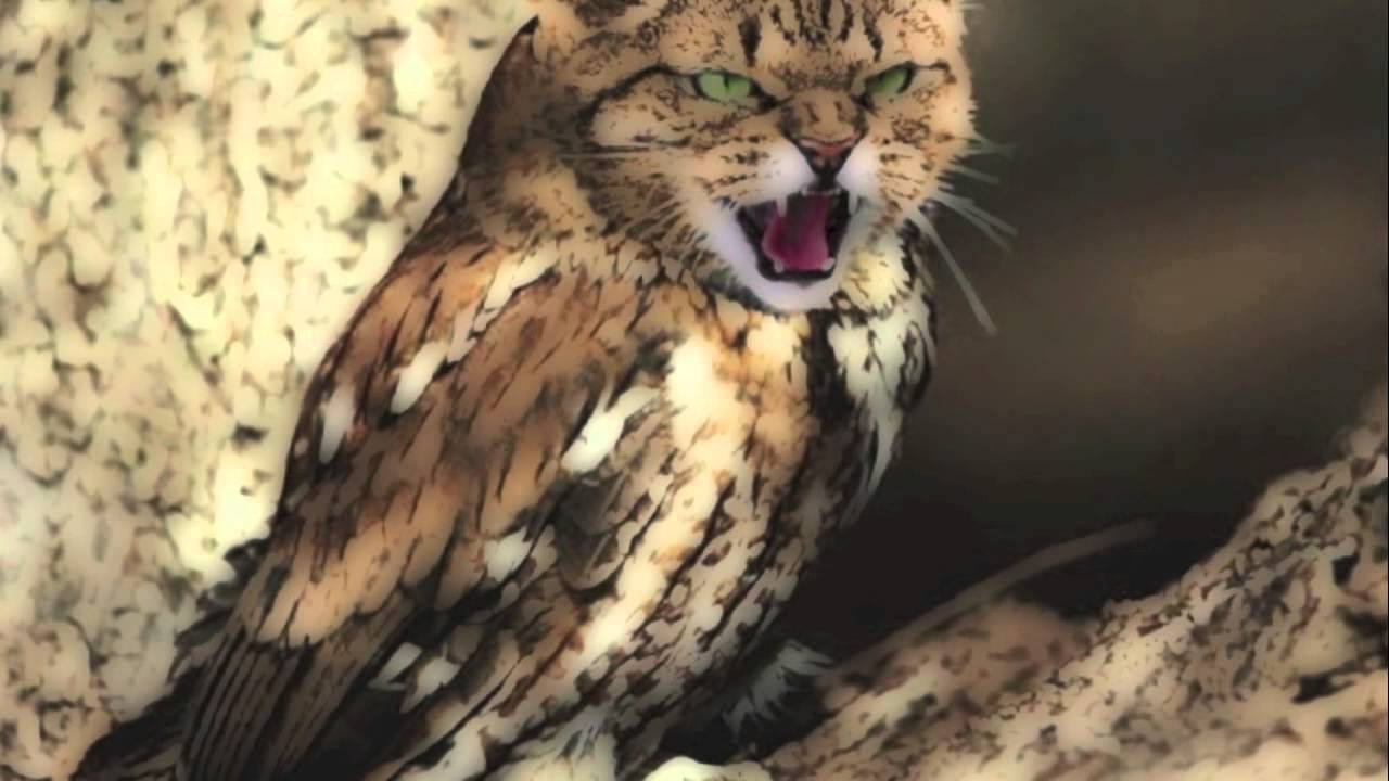 Meowl Montage!! - YouTube