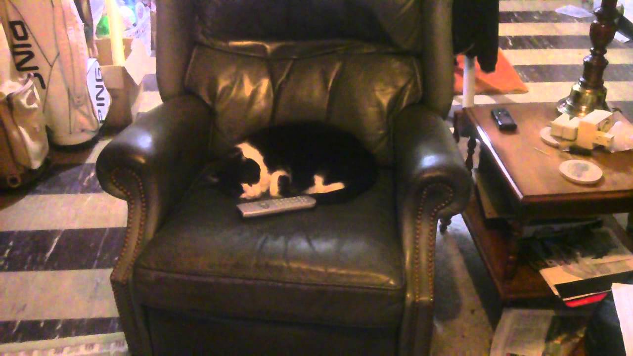 Rascal and his new chair - YouTube