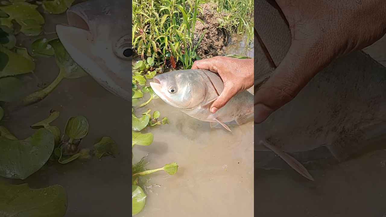 Amazing hand fishing techniques #youtubeshorts #fishing # ...