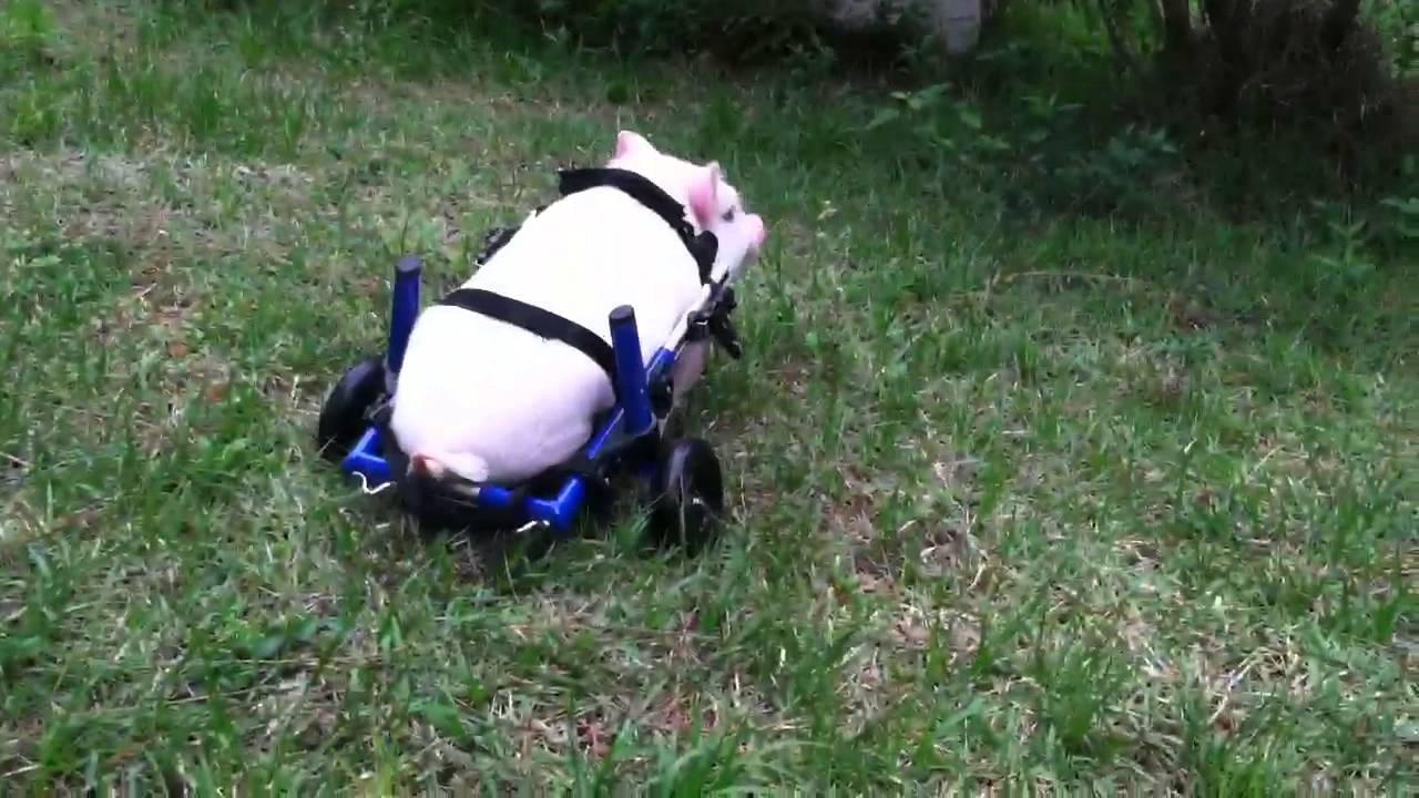 Pig in Wheelchair Part II - Chris P Bacon - YouTube