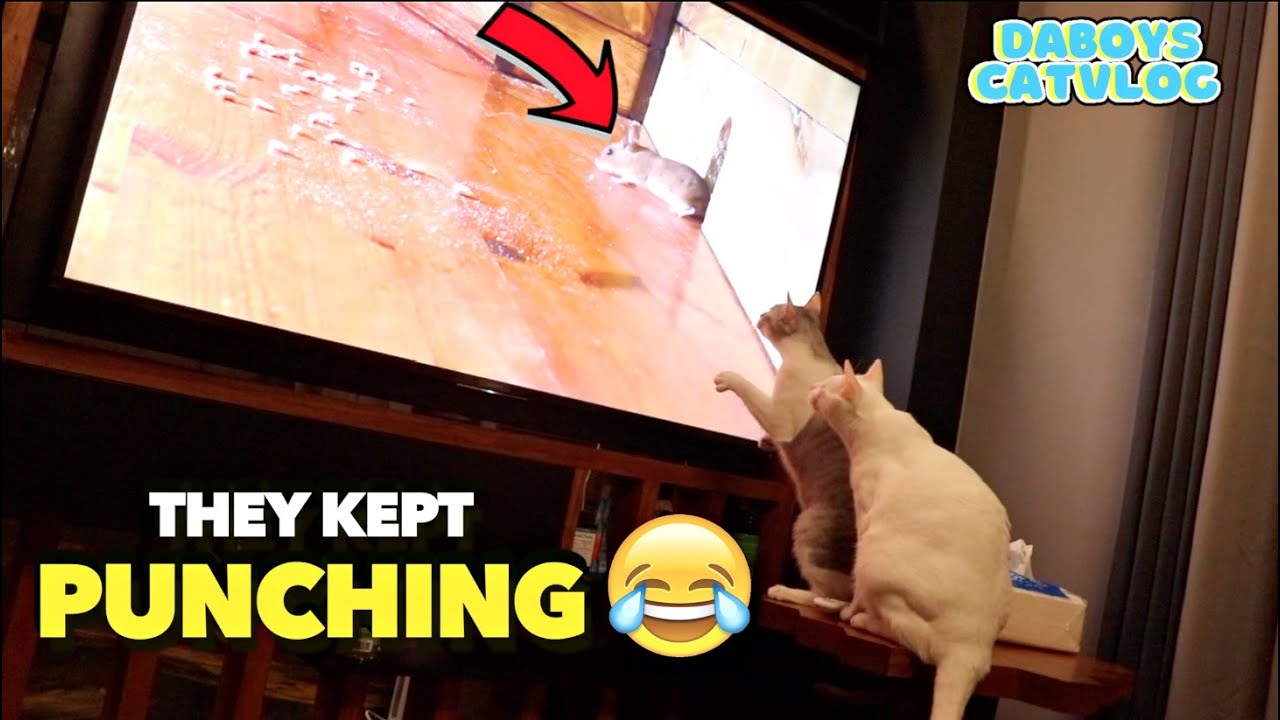 "FAKE RAT on TV" PRANK on my CATS *Hilarious Reactions!* 😂 - YouTube
