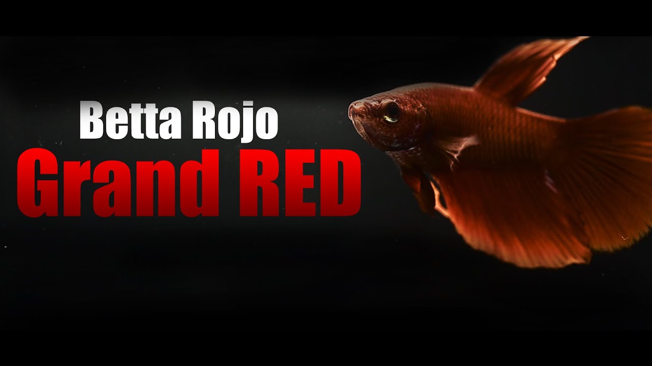 #betas ##betasrd #betaspitbull Betta Rojo Grand RED Conoce a RED - YouTube