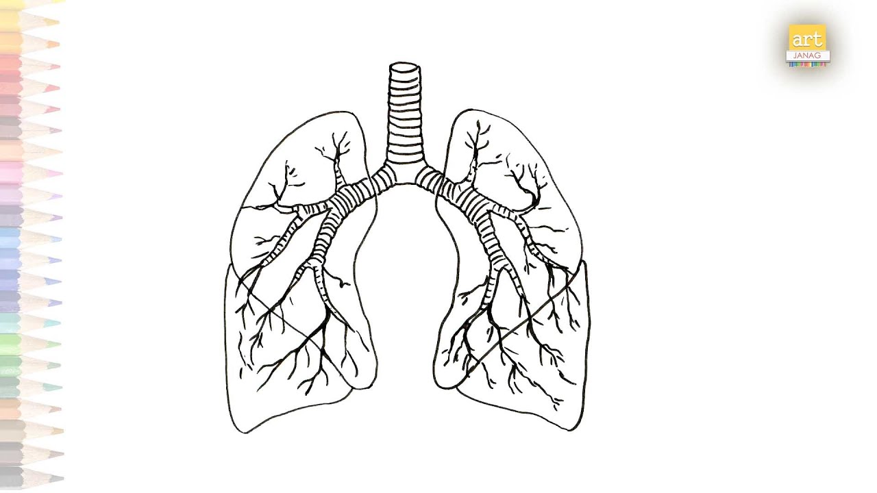 Human Lungs Coloring Page