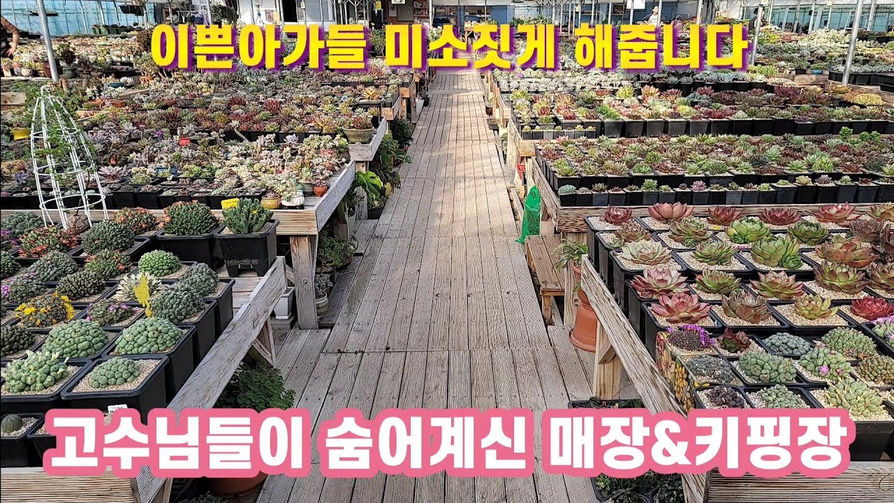 고수님들의 아지트 이쁜아가들은 다이유가 있나봅니다 토실토실 귀염둥이 아가들이 모여있는 키핑장 묵둥이 다육이 창 국민이 두둘레야 에이프럴 달콤한총각다육 Youtube