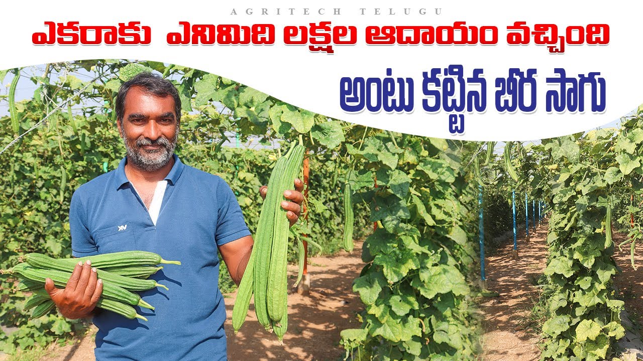 8 ఎకరాల బీర 80 లక్షల ఆదాయం | Ridge Gourd Farming with Grafting Plants ...