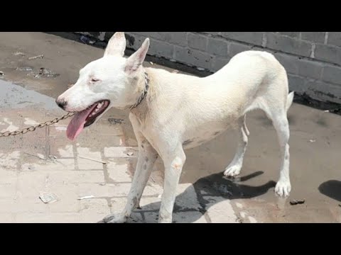 gultair dog in pakistan - YouTube