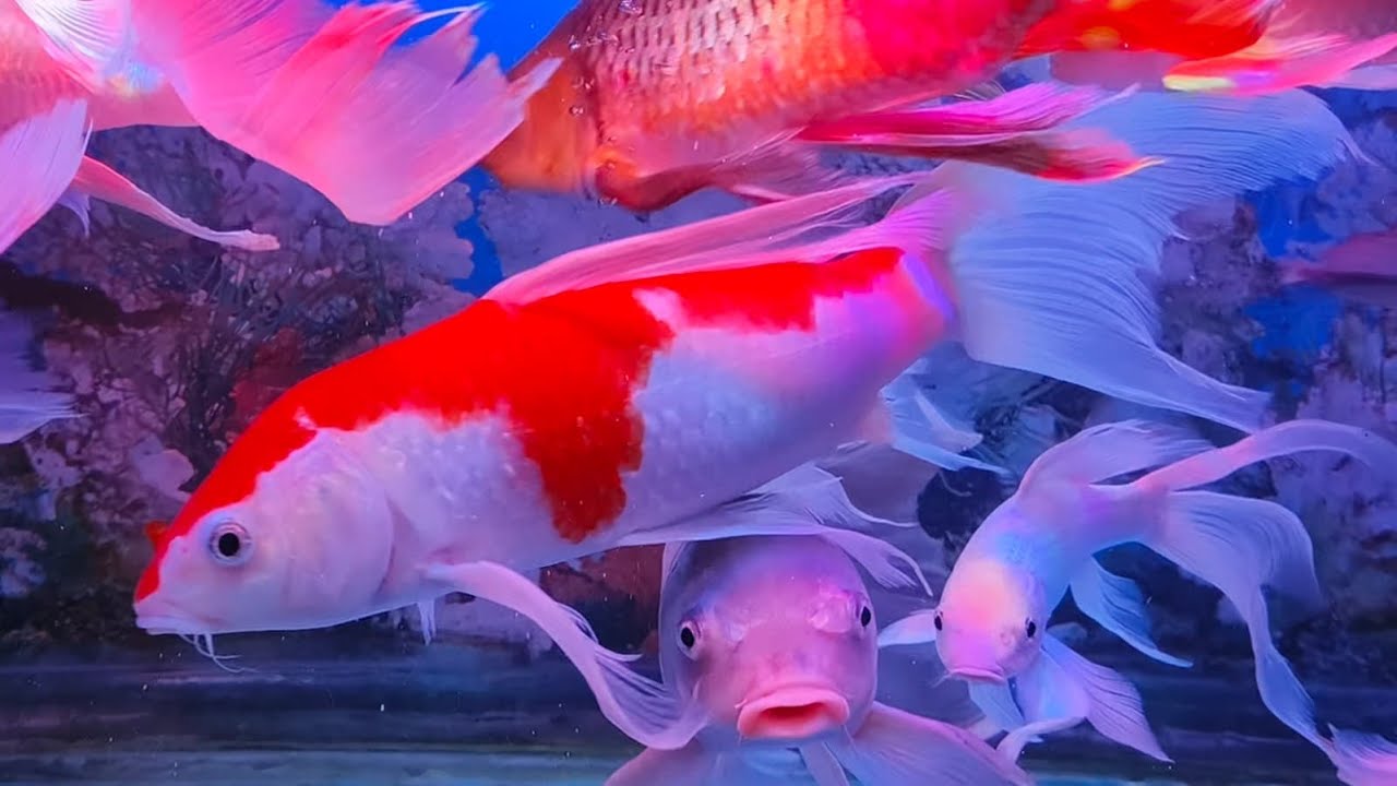 RELAXING WATER SOUND | THE BEAUTIFUL OF FISH IN THE AQUARIUM, COLOUR ...