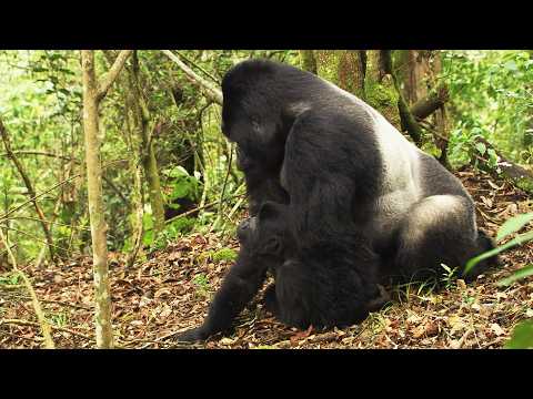 Extreme Mating Rituals in Nature (4K Documentary)