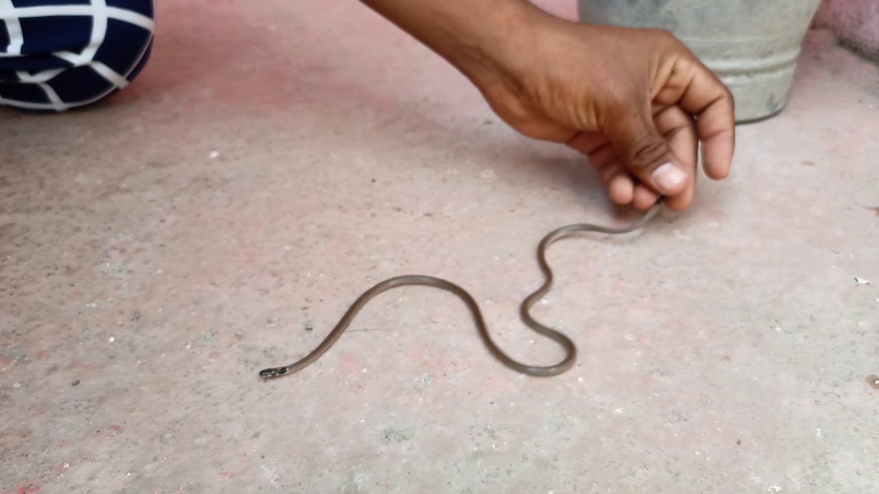 India's smallest Venomous snake इंडिया का सबसे छोटा जहरिला साप जो ...
