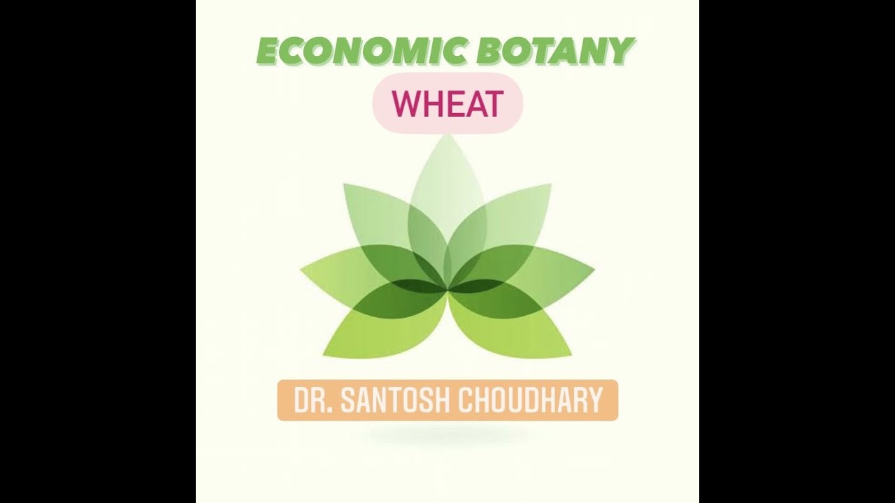 Economic Botany: Wheat (Part-1) // Dr. Santosh Choudhary - YouTube