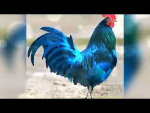 Latidos El Gallo Azul - YouTube