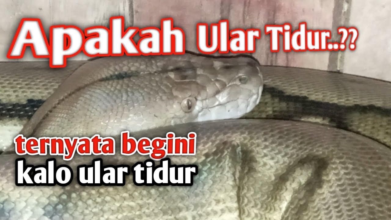 Ciri ciri Ular Yang Sedang Tidur - YouTube