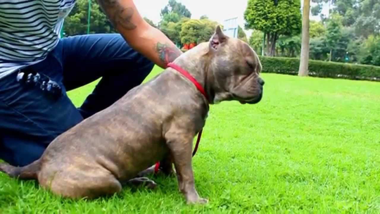 LADY D AMERICAN BULLY LUIS FLORES SLBF - YouTube