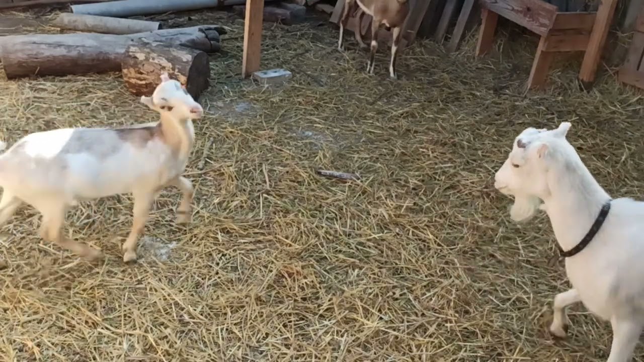 Funny goats LaMancha Elves! 4 - YouTube