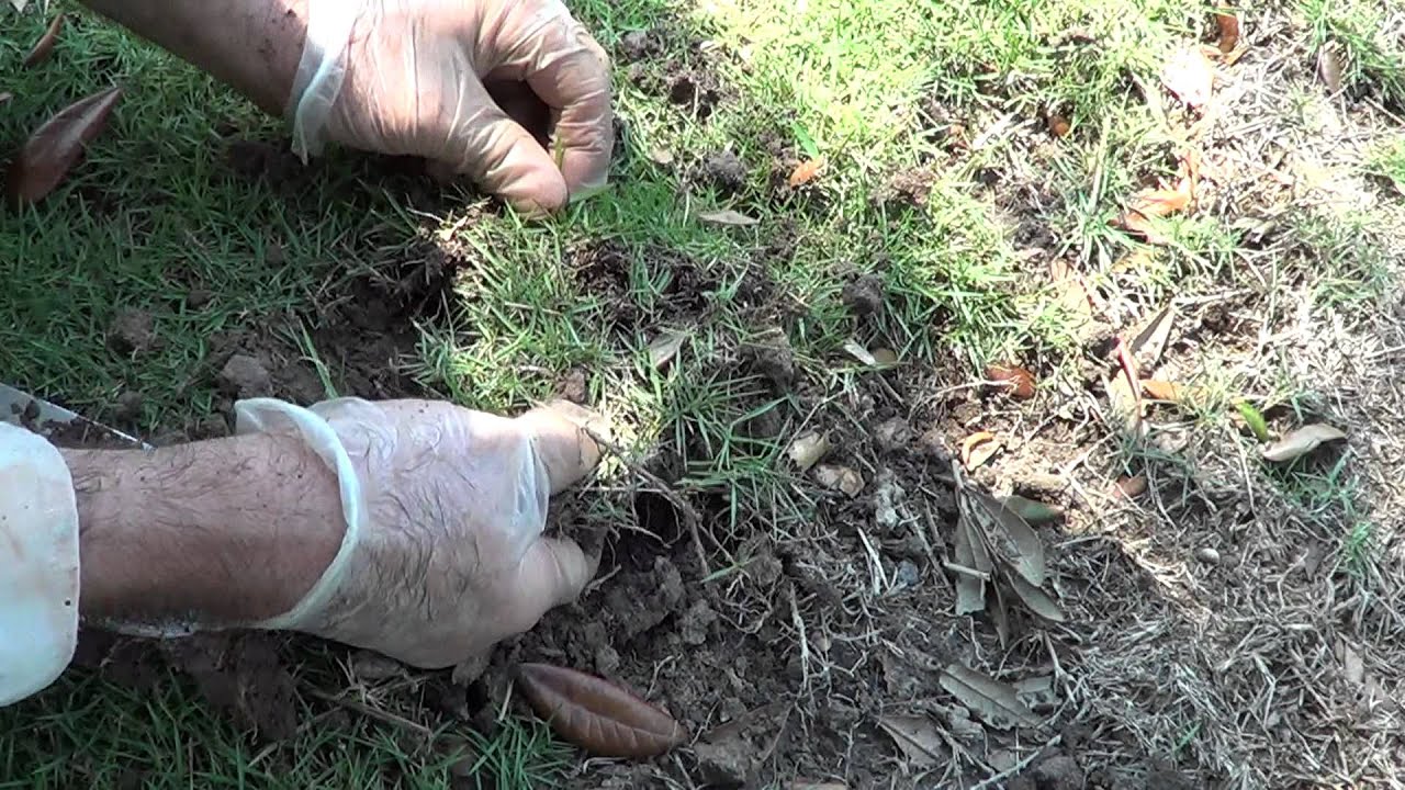 Torpedo grass in zoysia 8 panicum repens torpedograss - YouTube