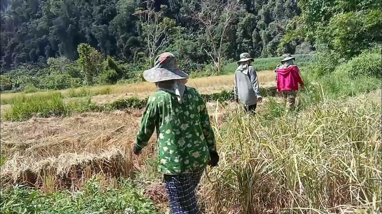 txawj zoo vwj coj nej saib mus paub zog hlais nplej 13 10 2023 - YouTube