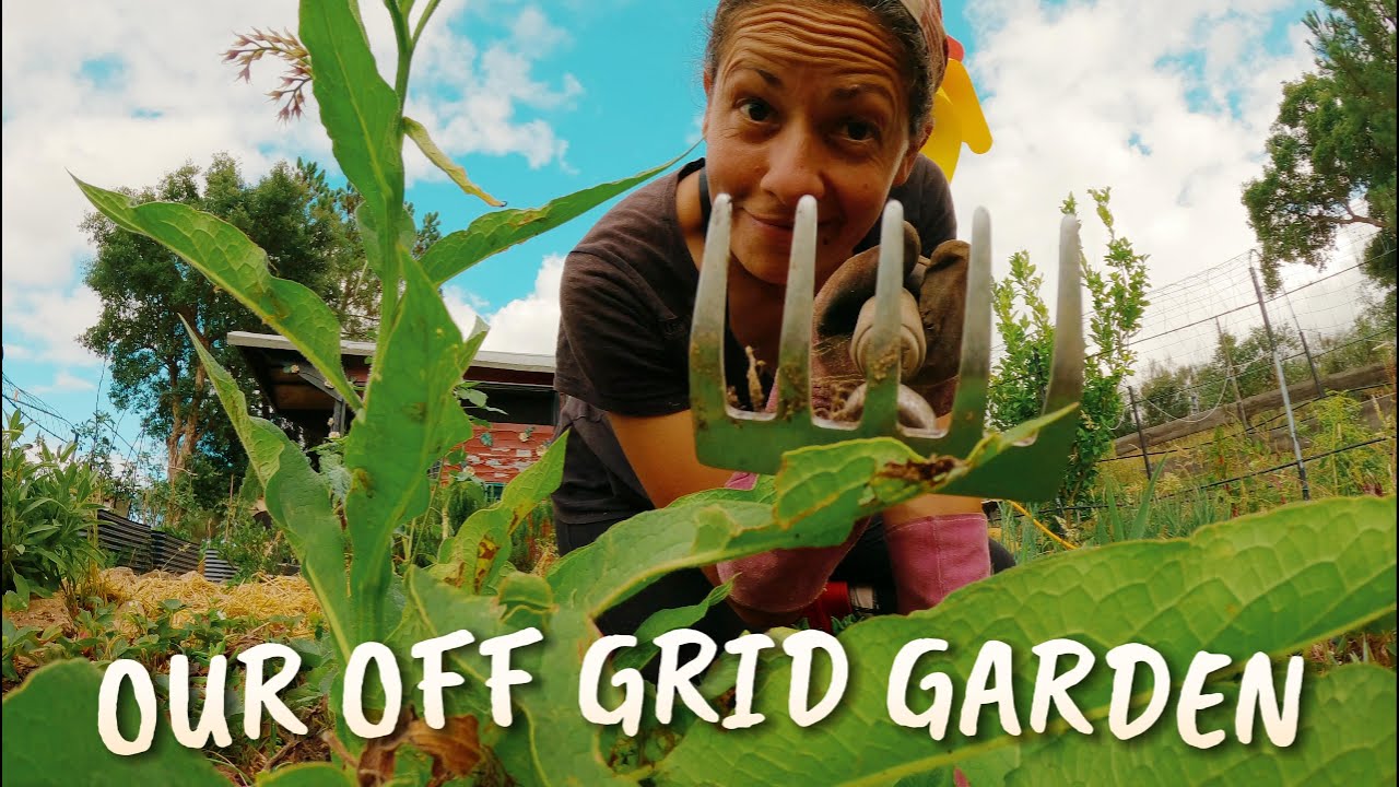 The Magic of Growing our own Food 🌻Harvesting and Maintaining our ...