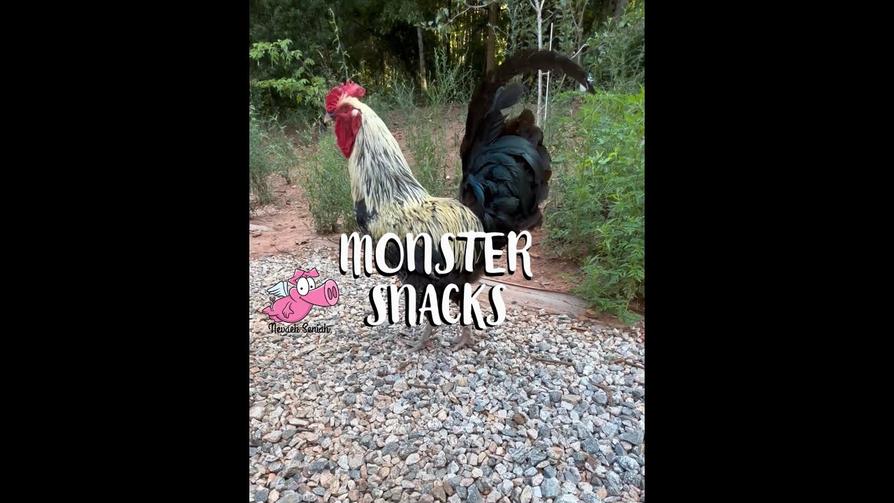 Farm Episode 104: Snacks With My Favorite Rooster! - YouTube