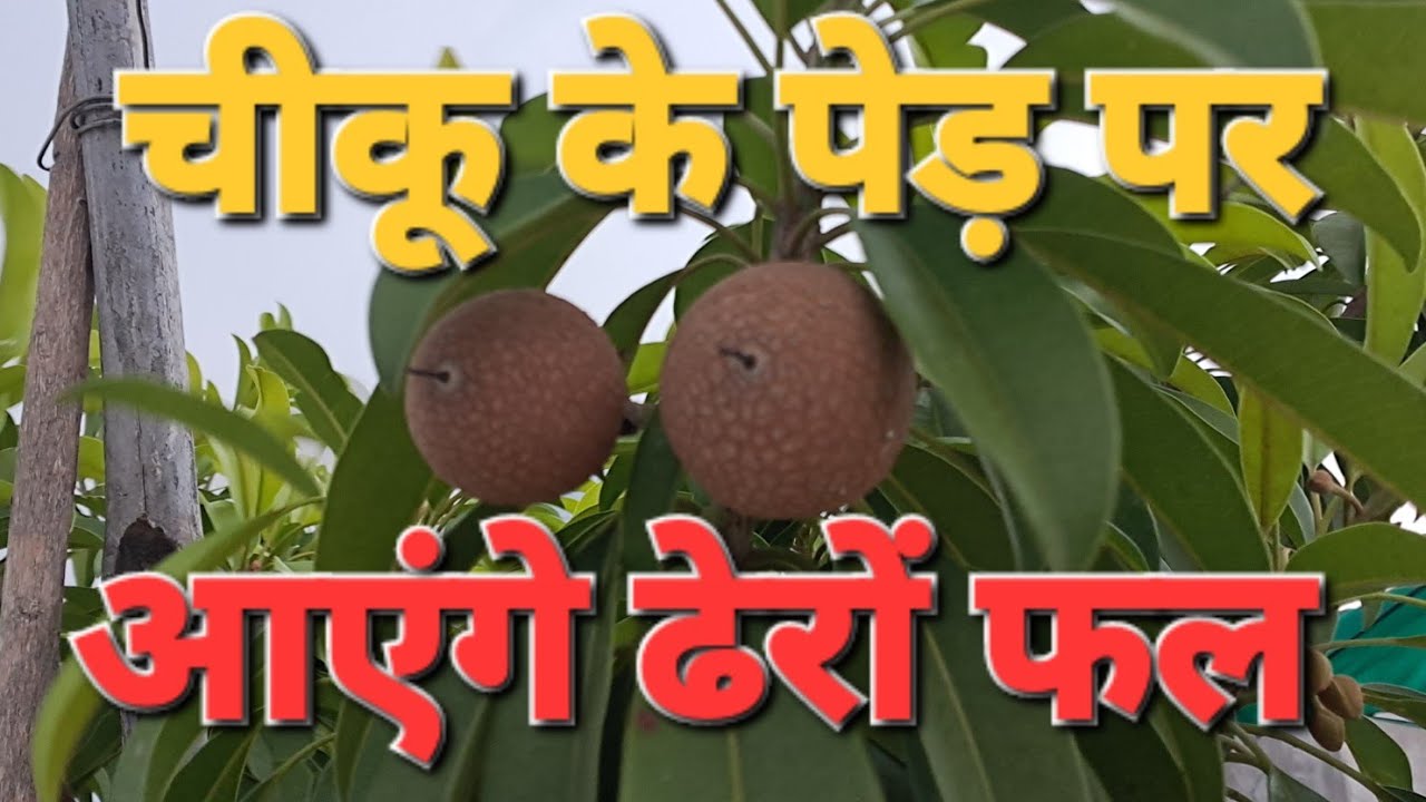 चीकू के पेड़ में आयेंगे ढेरों फल/chiku ke ped me aayenge dheron fal ...