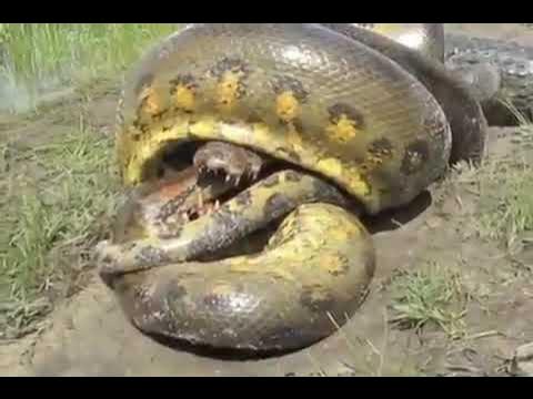 CROCODILE AND SNAKE WAR TIMSOH VA ILON JANGI - YouTube