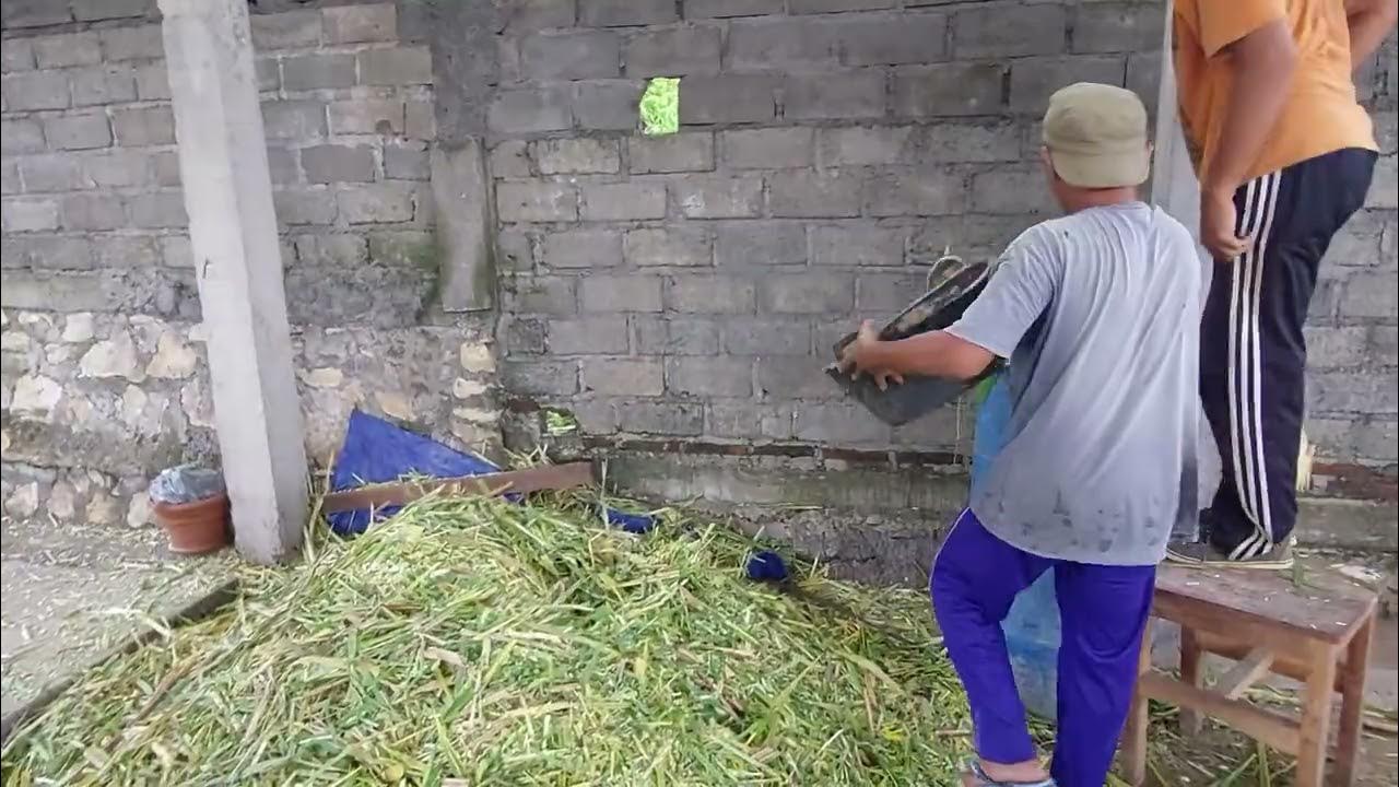 Cara Membuat Pakan Silase yang Praktis Hewan ternak suka - YouTube