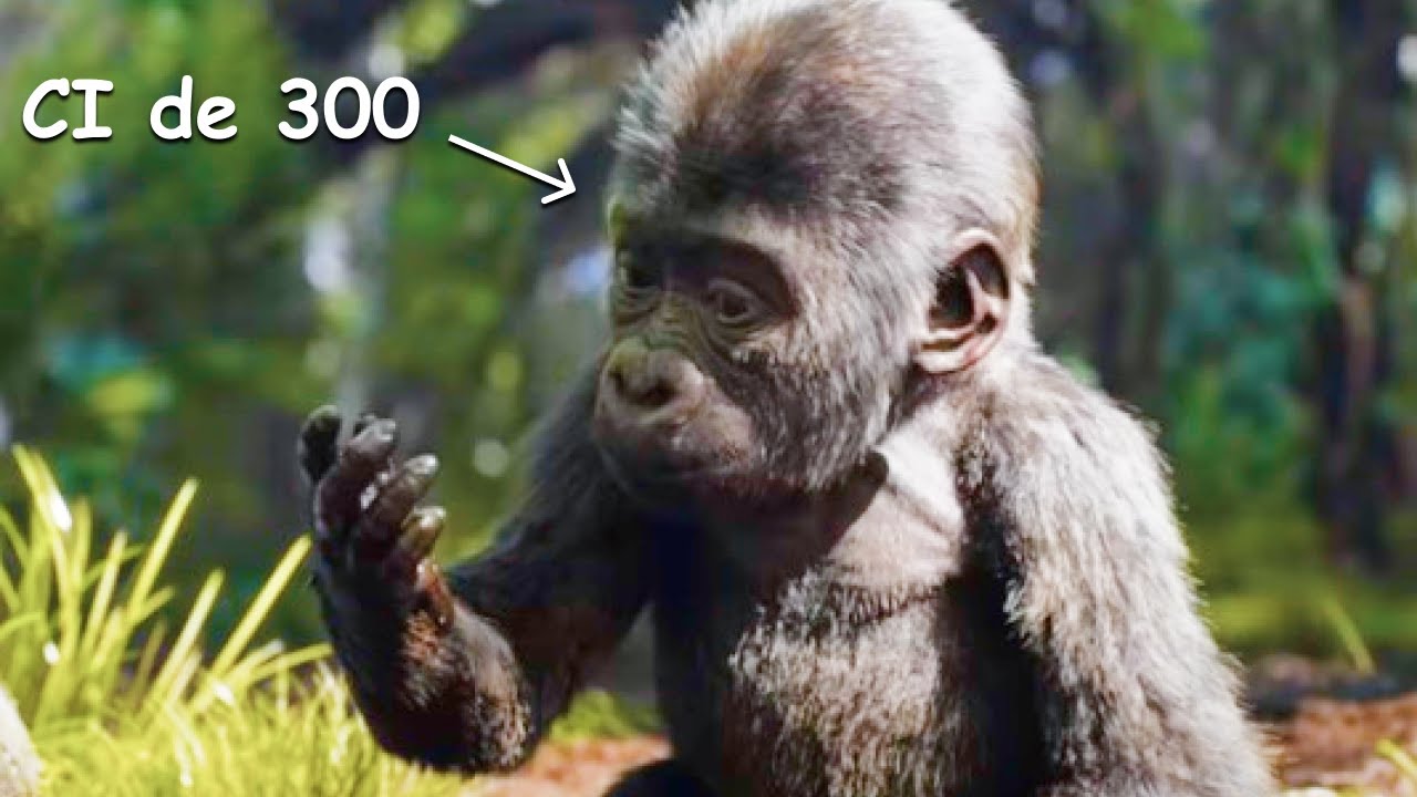 El Mono MÁS INTELIGENTE del Mundo - YouTube