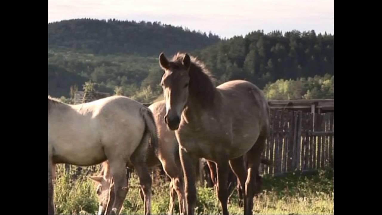 Амурские версты (реж. Анна Самойлова, "Дальневосточная киностудия ...