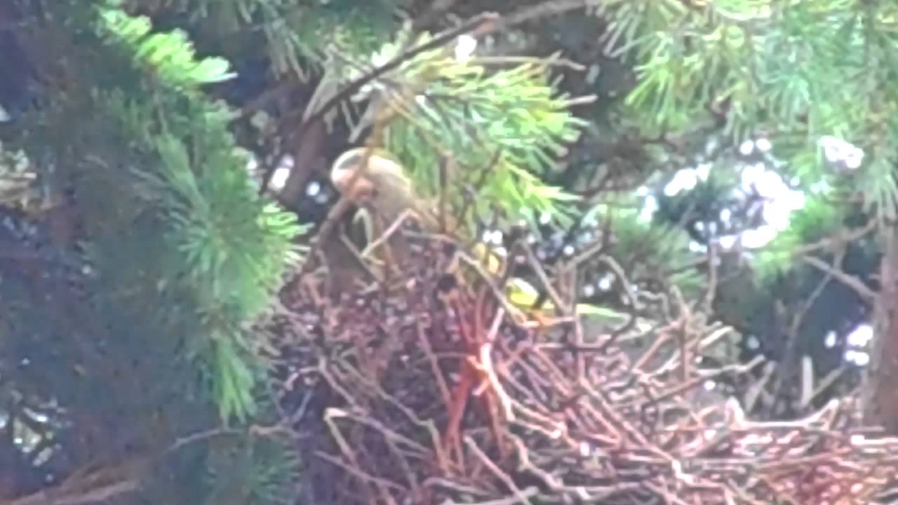 Breaking twigs - YouTube