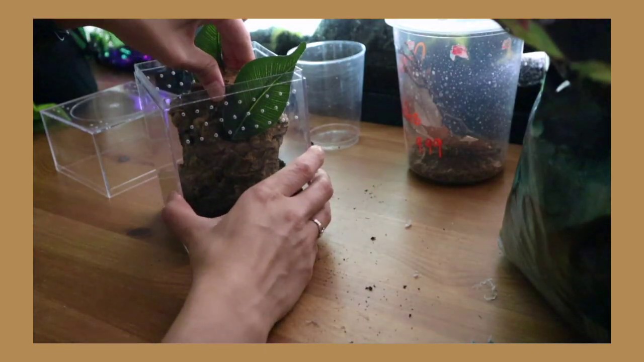 Setting Up My Orchid Mantis Enclosure | Quarantine Things - YouTube