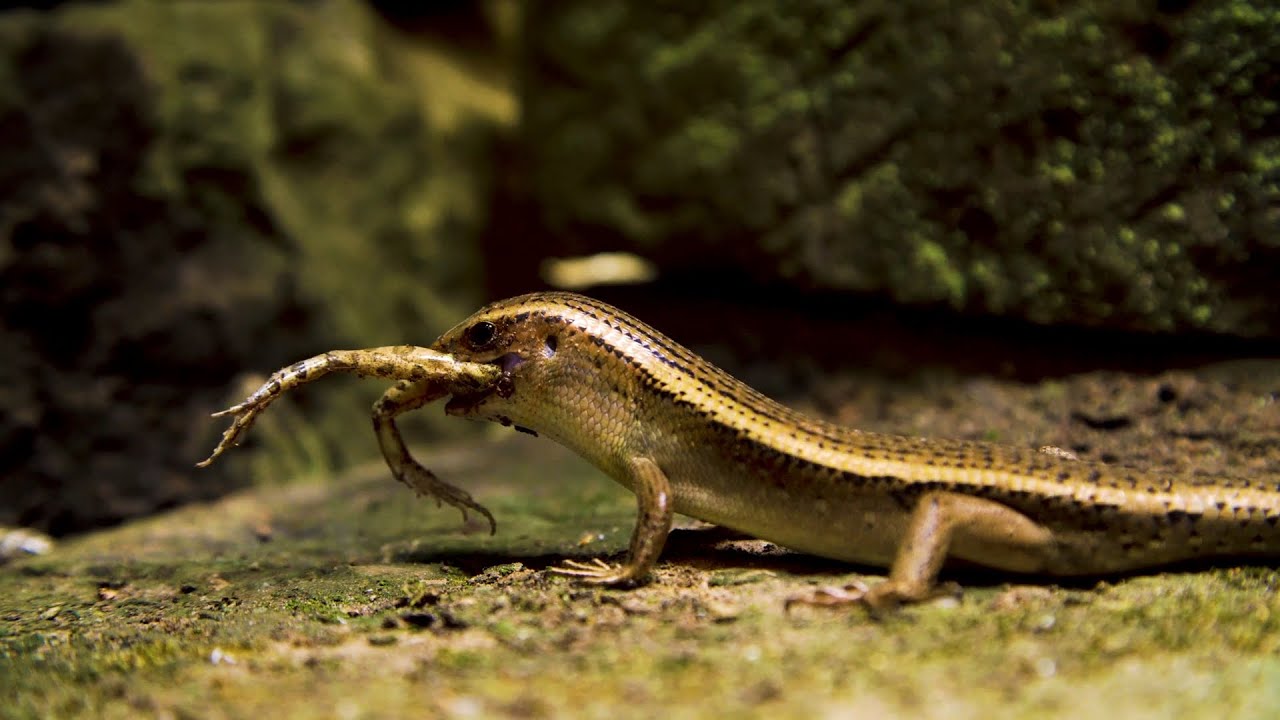 Colors Of The Lizards- 4k/30fps HDR (ULTRA HD) - YouTube