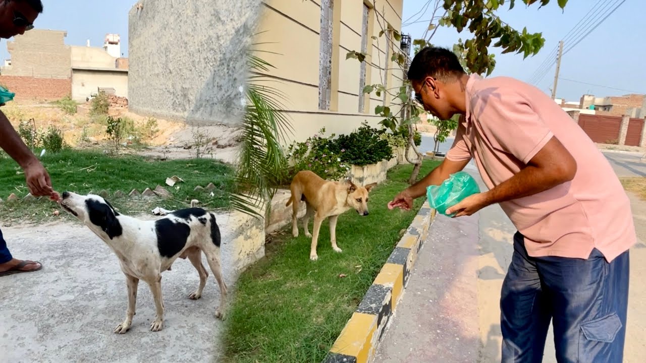 Feeding Street Dogs ️ - YouTube