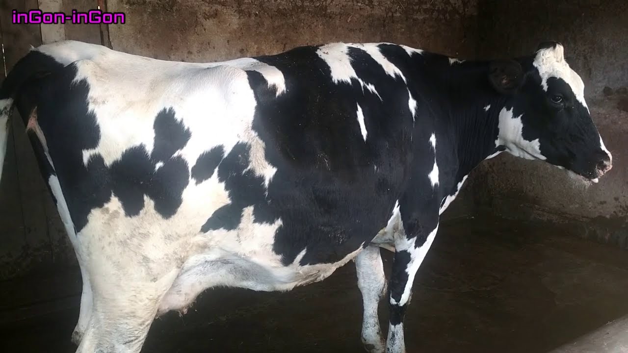 Indukan sapi perah FH afkiran sapi betina jumbo - YouTube