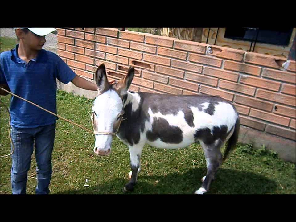 burro-pony (payaso) - YouTube