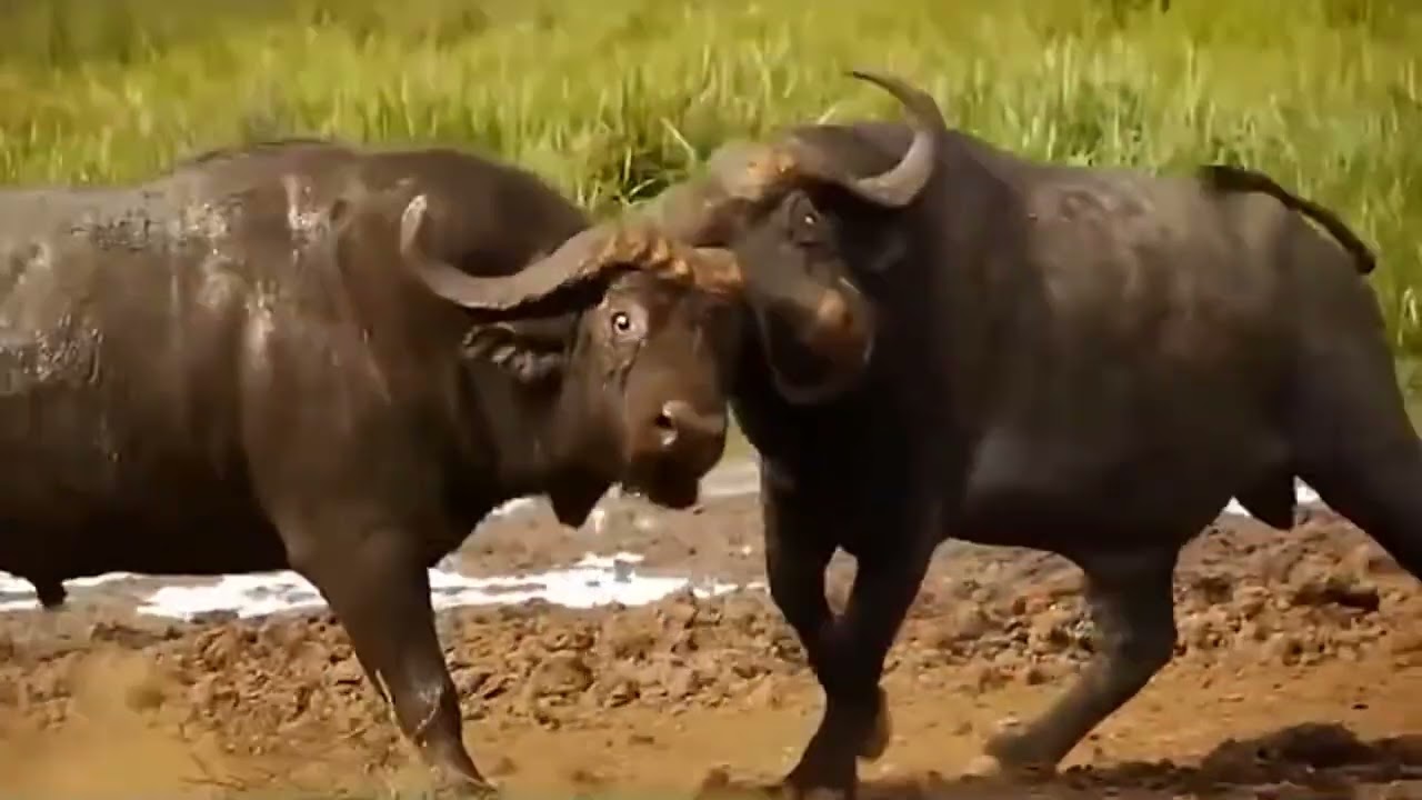 Jungle bull fight. takkar. jhunj zunj - YouTube