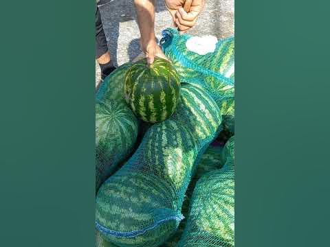 арбуз 🍉 Оренбургской - YouTube