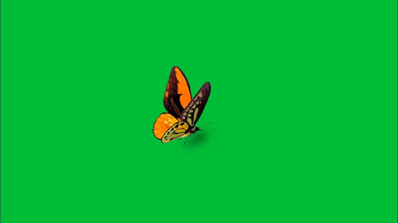 butterfly green screen | butterfly flying green screen animation ...