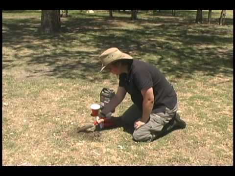 Using Pitfall Traps for Insect Collecting - YouTube