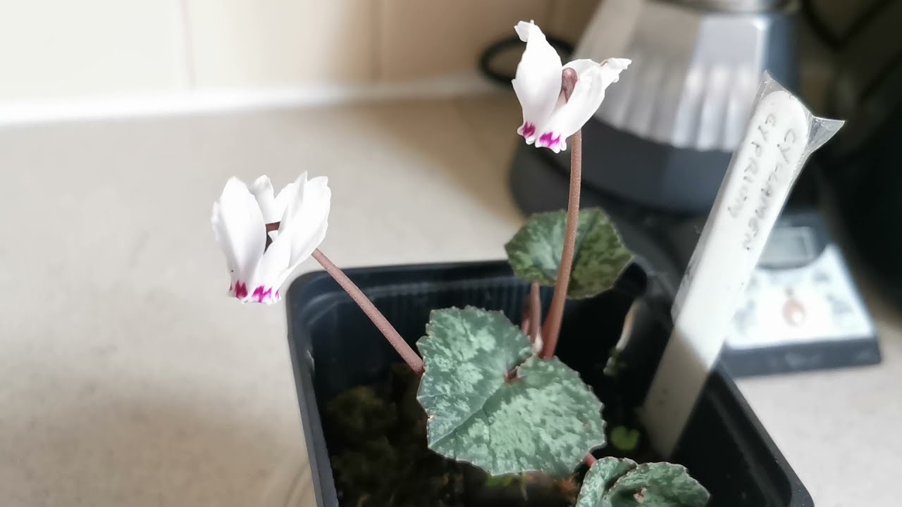 Cyclamen cyprium, a fragrant cyclamen from Cyprus with strikingly ...