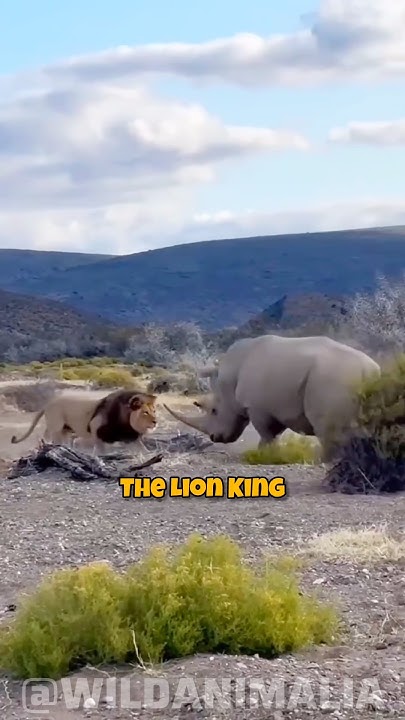 Lion vs Rhino - The Ultimate Showdown - YouTube