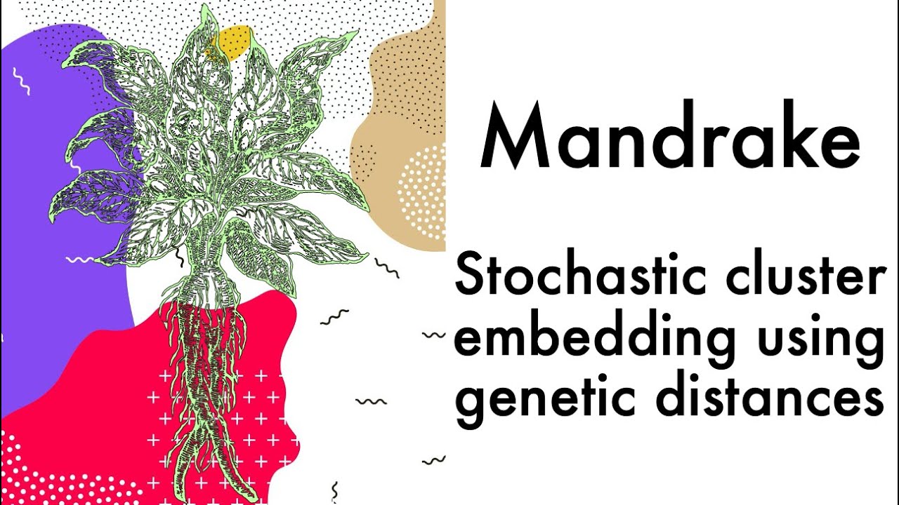 Mandrake: stochastic cluster embedding using genetic distances - YouTube
