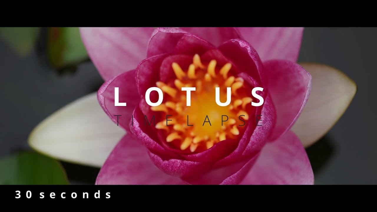 Lotus 30 seconds time lapse 蓮の開花30秒タイムラプス - YouTube