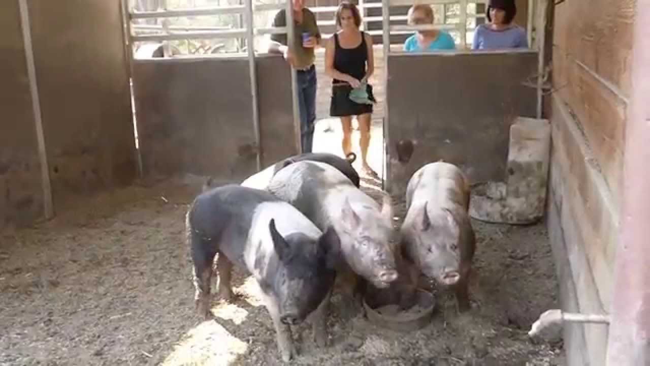 Slopping the Hogs - YouTube