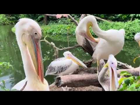 Cute animals Cow%2C Zebra%2C Elephant%2C Tiger%2C Lion%2C Rooster%2C ...