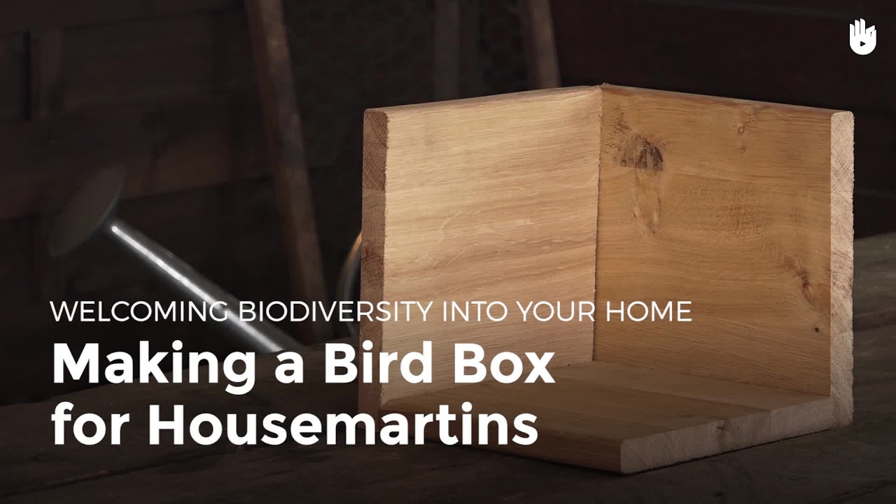 Making a Bird Box for Housemartins | Biodiversity - YouTube