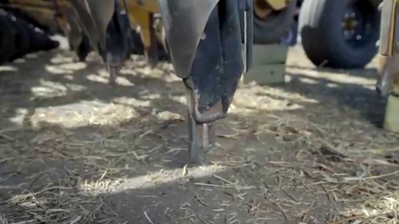 SeedMaster Series - Dutch Openers - YouTube