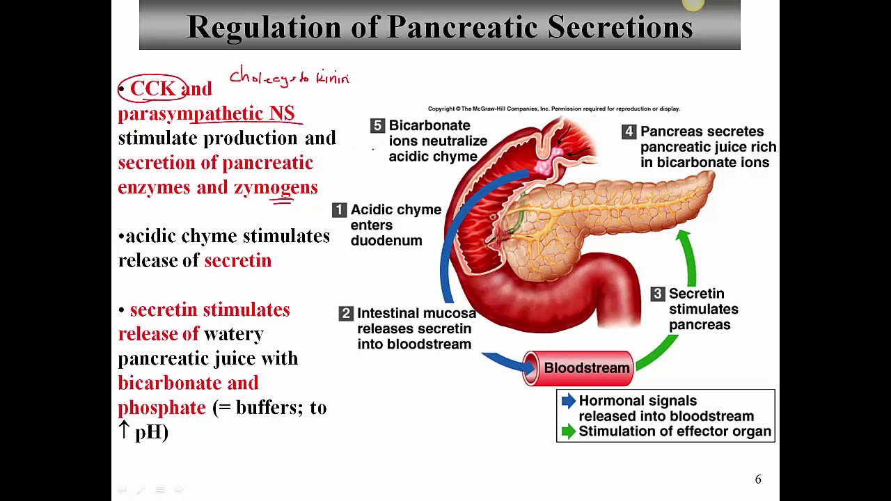 Bio102H Lec9 10 Digetive System Part 4 - YouTube