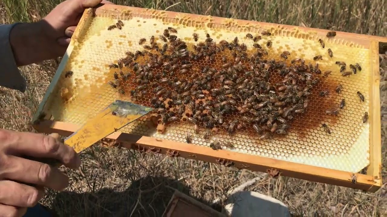 Queen Rearing Part 4 Checking on Queens after Mating - YouTube