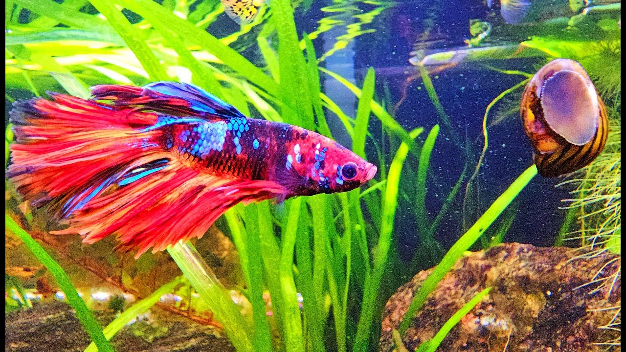 REAL LIVE AQUARIUM | Calming Fish Tank Water Sounds - YouTube