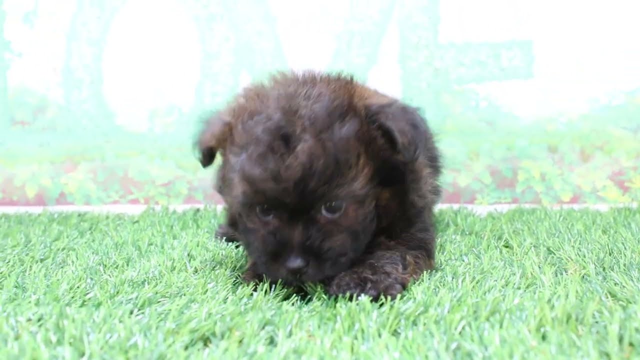 Coo&RIKU No602637 MIX（ハーフ） - YouTube